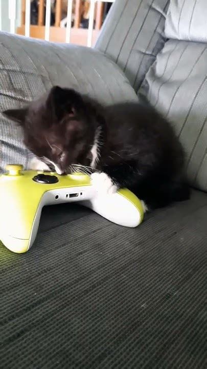 Cheeky Kitty Youtube