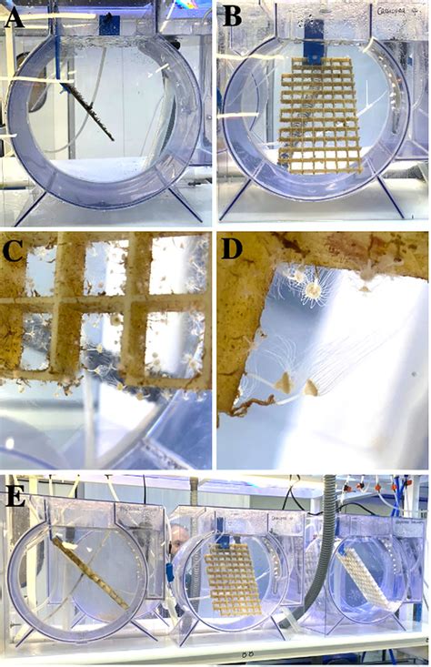 Polyp Plates In Flow Through Aquarium A Polyp Plate Of Aurelia Spp