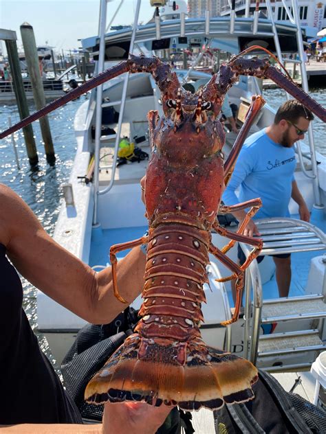 Giant Spiny Lobster