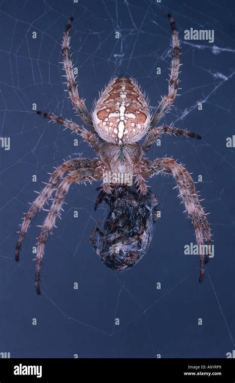 Cross Orbweaver European Garden Spider Cross Spider Araneus