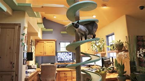 Man Turns His House Into Indoor Cat Playland And Our Hearts Explode Youtube
