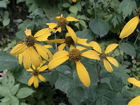 為什麼你的金光菊不會開花：健康成長的專家技巧