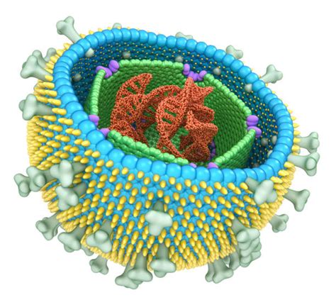 Epstein Barr Virus Afbeeldingen Beelden En Stockfotos Istock