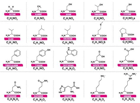 Amino Acids Classification