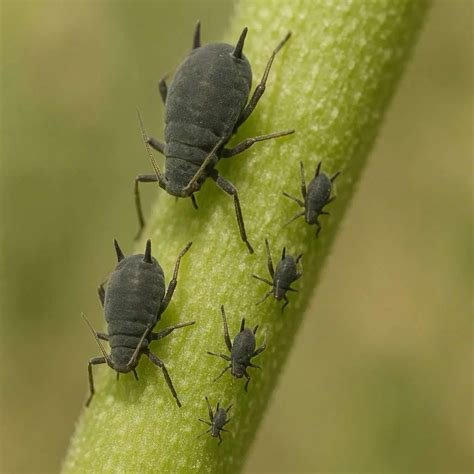 How To Get Rid Of Tiny Black Bugs On Plants