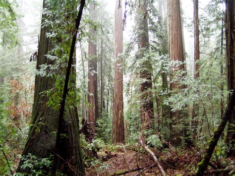 Armstrong Redwoods State Natural Reserve