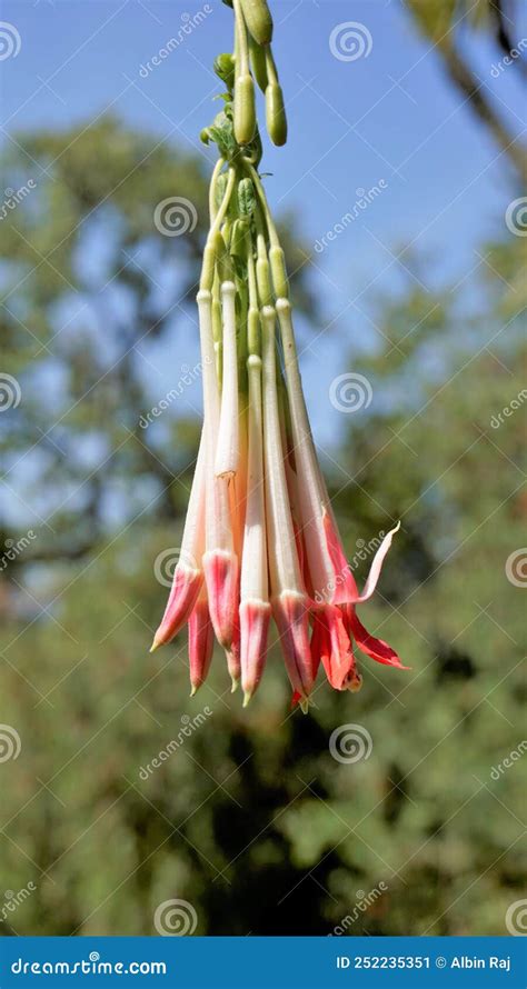 Closeup Of Beautiful Flowers Of Fuchsia Boliviana Carriere Also Known