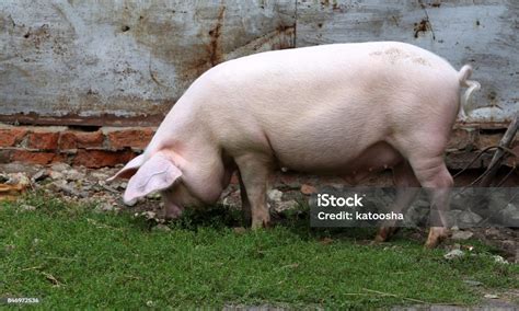 Babi Putih Besar Menggali Tanah Di Barnyard Foto Stok Unduh Gambar