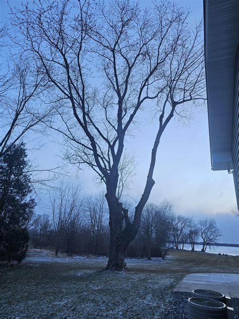 Have You Ever Braced Strapped A Branch To The Main Tree In Case It Breaks It Doesnt Fall On The