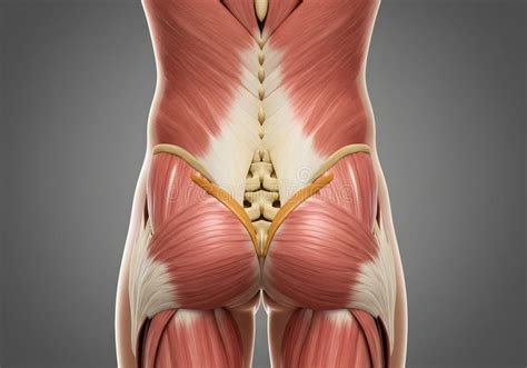 Detailed Anatomy Of Human Lower Back And Buttock Muscles 3d Medical