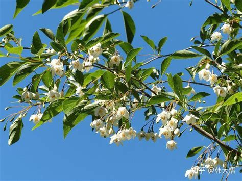 野茉莉是种什么样的植物？ 知乎