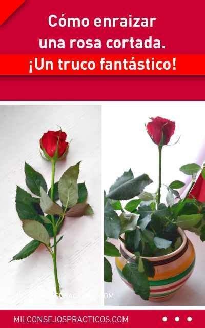 Cómo Enraizar Una Rosa Cortada ¡un Truco Fantástico Jardinería En