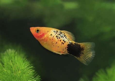 Platy Fish Care Lifespan Food And Tank Mates Of Platies Fishkeeping