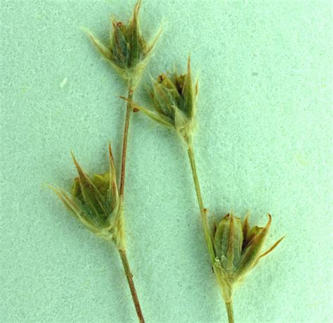 Toad Rush Photos Page 1