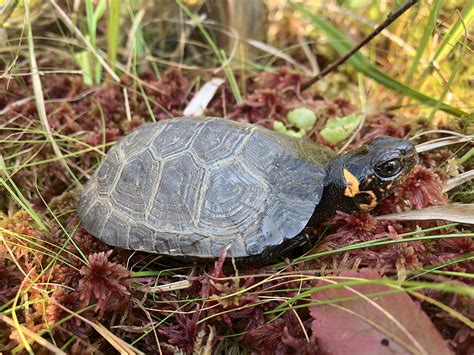 Bog Turtle