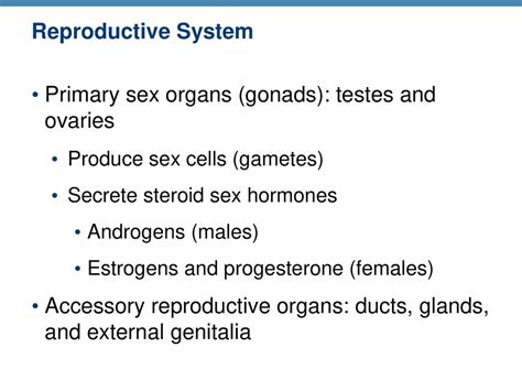 Development Of Gonads And Genital Ducts Males And
