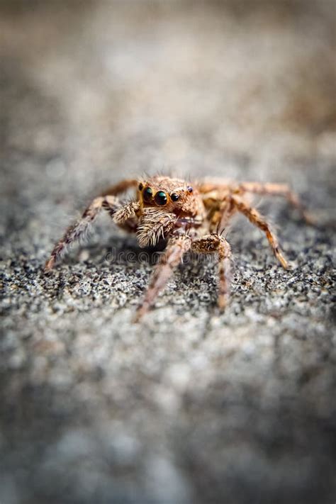 This Is A Macro Photo Of A Spider Spider Macro Photo Jumping Spider Photo Stock Image Image
