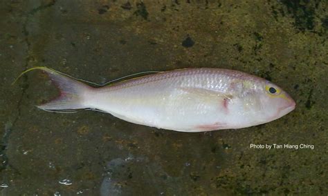 Breams Threadfin Breams Talk About Fish