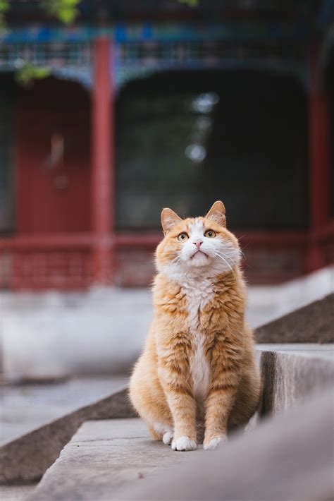 故宫的猫——帕帕克查 站酷zcool