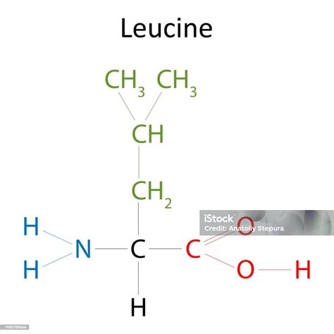 The Chemical Structure Of Leucine Stock Illustration Download Image