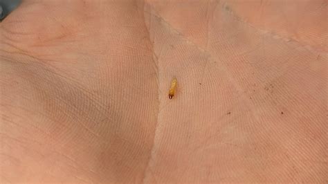 Termite Identification R Whatsthisbug