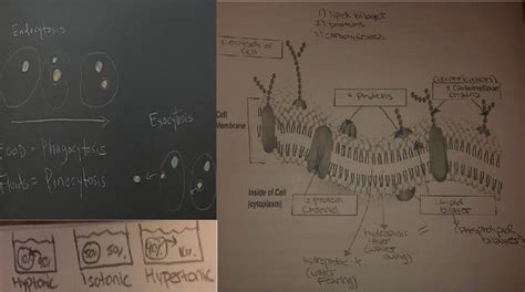 Biology Cell Membrane Notes Packet Test Diagram Quizlet