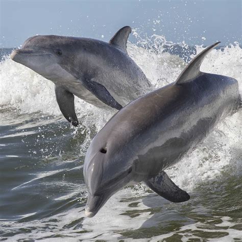 Dolphins Unique Features
