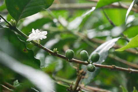 Eudr Archives Daarnhouwer And Co