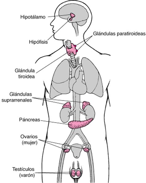 Imageglándulas Endocrinas Principales Manuale Merck Versión Para El Público General