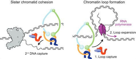An Extrinsic Motor Directs Chromatin Loop Formation By Cohesin Pmc