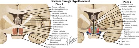 Autonomic Hypothalamic Limbic Systems Neupsy Key