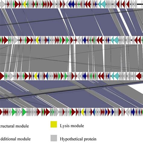 Collinearity Analysis Of The Whole Genome Of Four Phages Collinearity