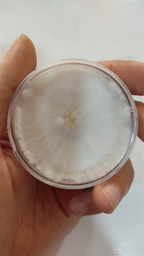 Ape Growing Im Newbie And This Is My First Amazonian Agar I Made I