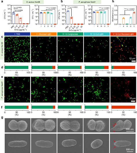 Bactericidal Efficiency Of G−cu Complexes And Corresponding Killing Download Scientific Diagram