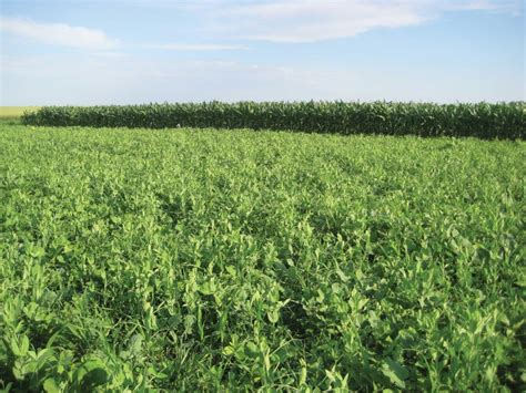 When Incentive Payments Are Received For Cover Crop Use Sare