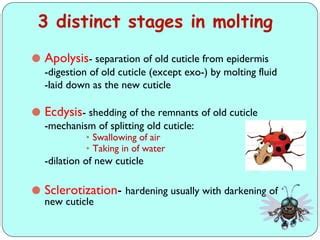 Comprehensive Overview Of Insect Growth Development And Reproduction