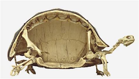 Turtle Shell « Why Evolution Is True