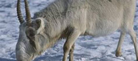 Evolution Of The Diet And Habitat Of The Saiga Antelope Over The Late