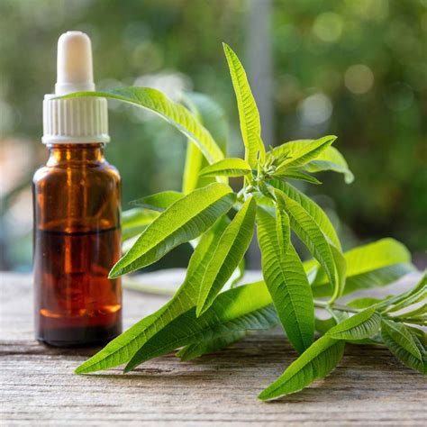 Verbena Essential Oil Lemon Verbena