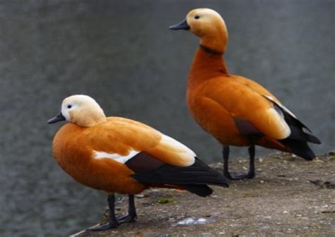 Oгaрь (Tadorna ferruginea)