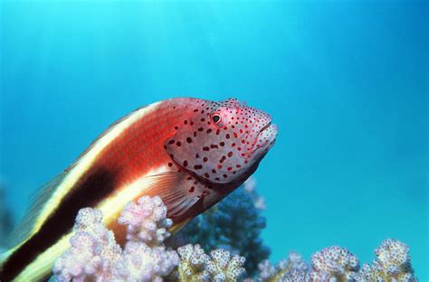 Forsters Hawkfish Photograph By Georgette Douwma Pixels