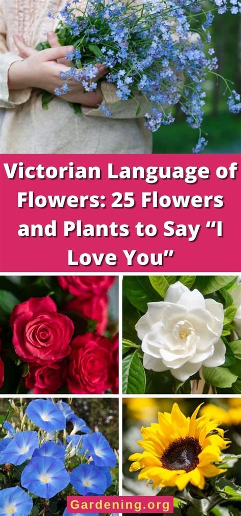 25 Flowers And Plants That Say I Love You” Easy To Grow Gardening