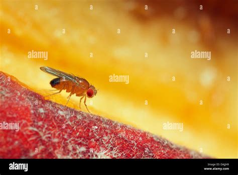 What Attracts Vinegar Flies At Katharyn Frisina Blog