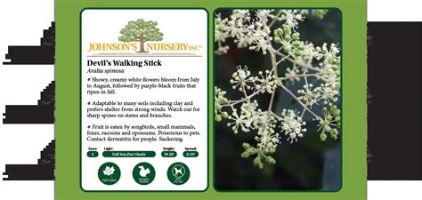 Devils Walking Stick Johnsons Nursery Kb
