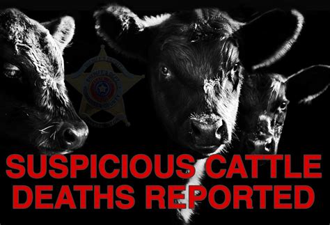 Cattle Mutilations Leave Investigators Stumped In Madison County