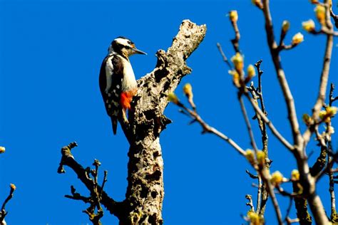 Gabriel Munteanu A Prins Ciocănitoarea