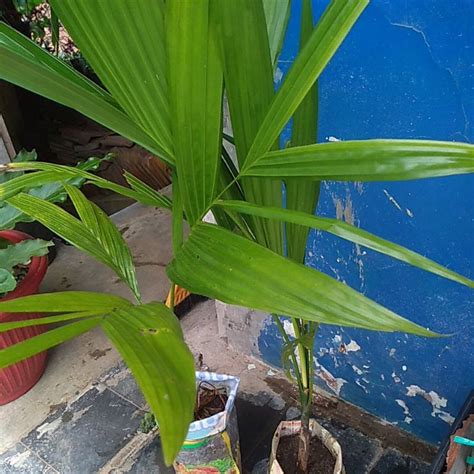 Jual Pinang Jambe Jebug Shopee Indonesia