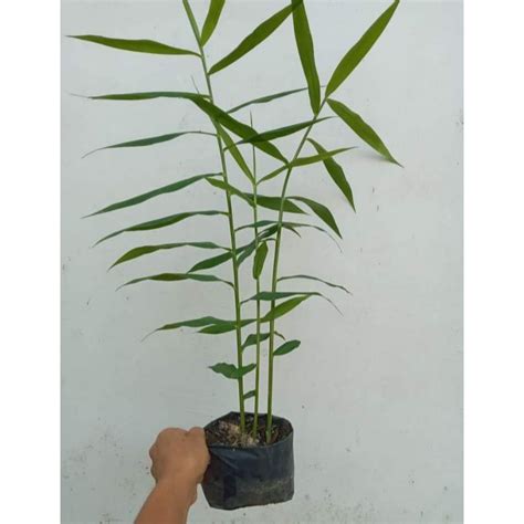 Jual Bangle Zingiber Cassumunar Tanaman Herbal Shopee Indonesia