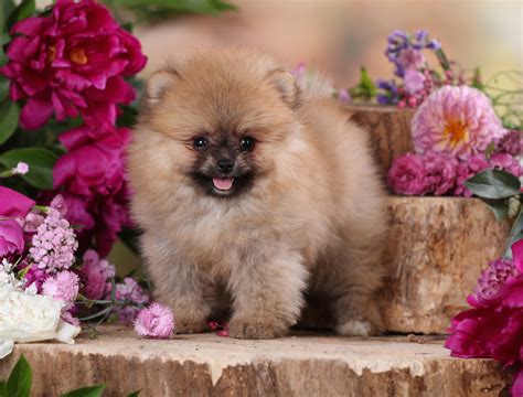Chocolate Brown Pomeranian Puppies Chocolate Brown Pomeranian Puppies
