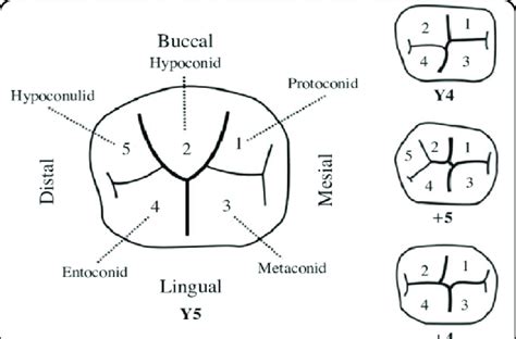 Molar Occlusal Anatomy 320x320